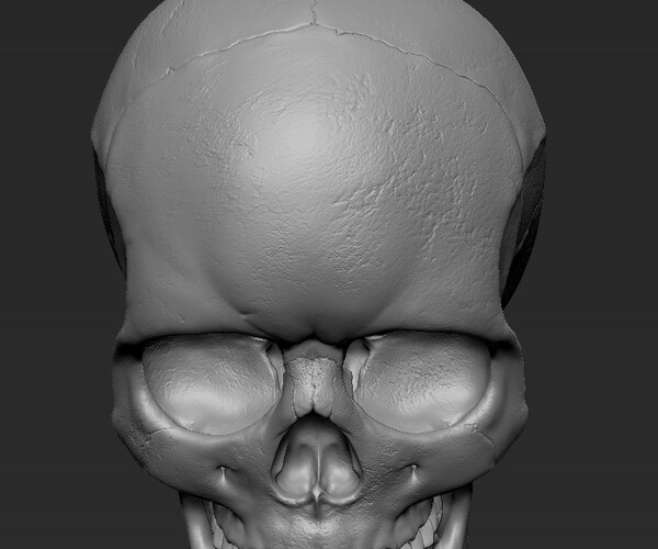 ArtStation - Realistic skull | Resources