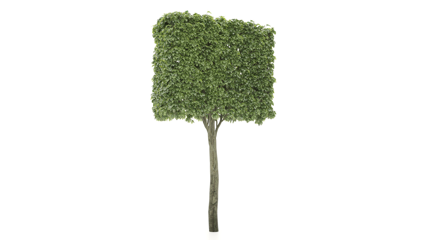 ArtStation - shaped tree | Resources