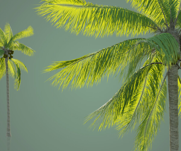 ArtStation - Palm Trees | Game Assets