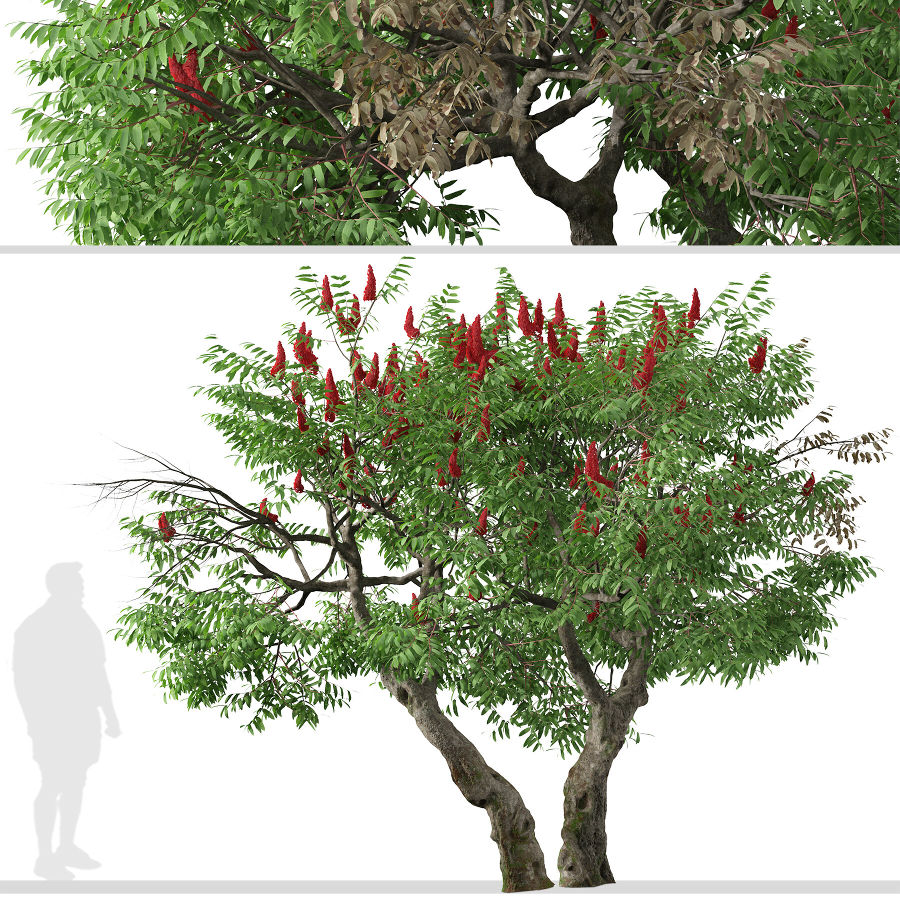 ArtStation - Set of Rhus typhina Trees (Staghorn sumac) (2 Trees ...