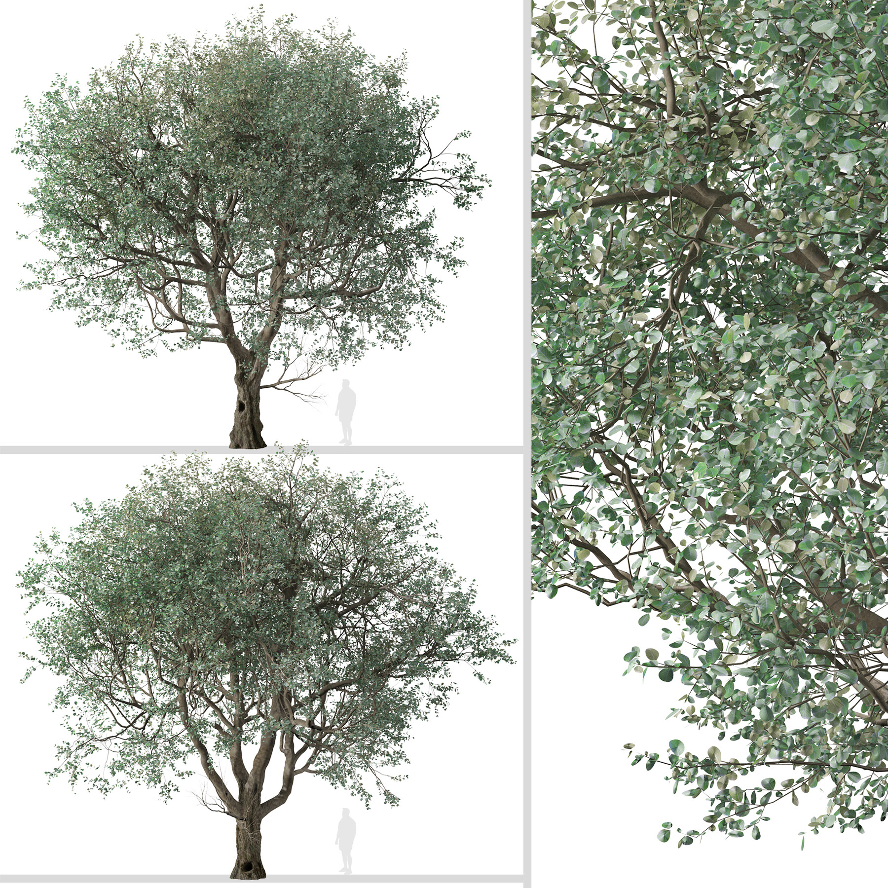 ArtStation - Set of Eucalyptus polyanthemos Tree (Red box) (2 Trees ...