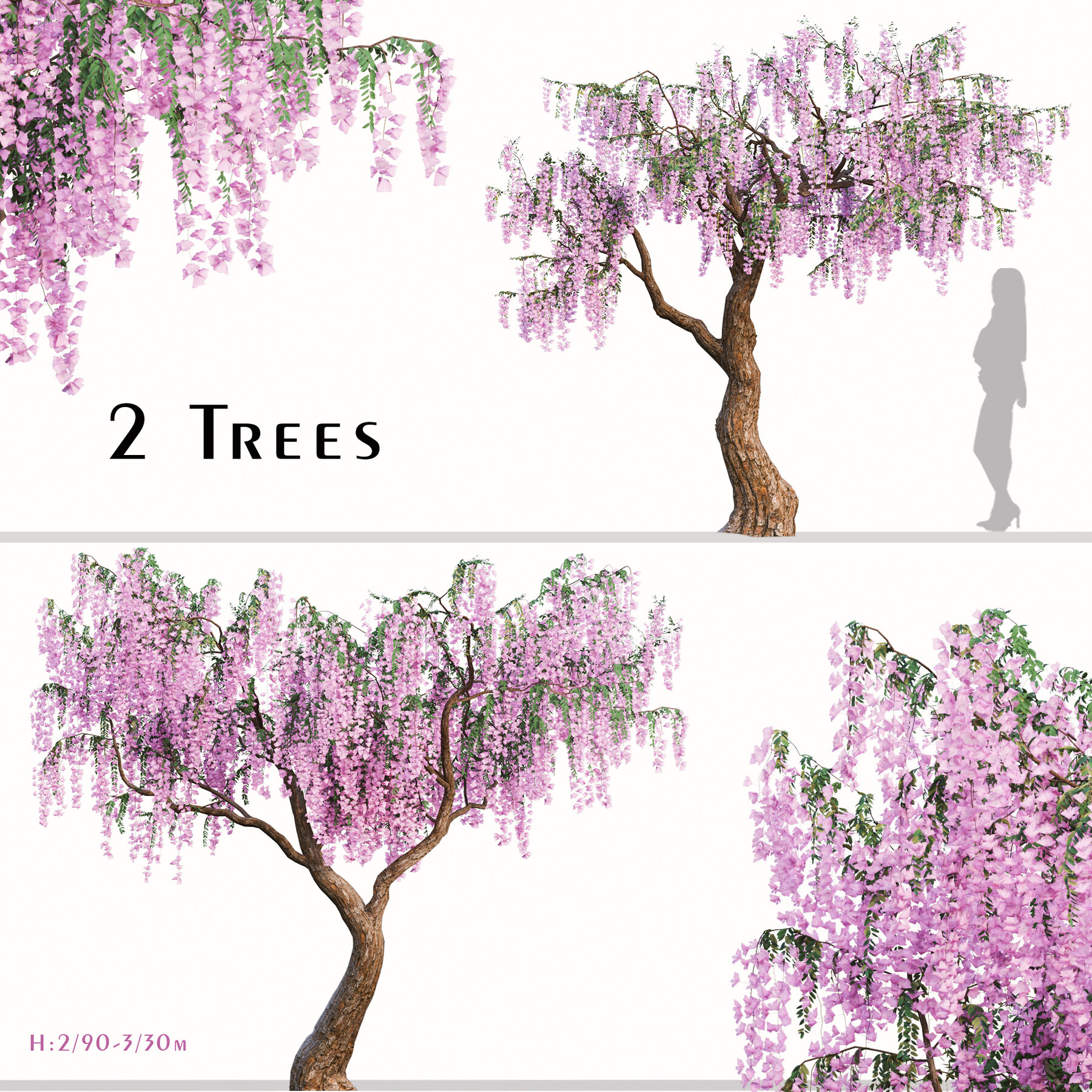 ArtStation - Set of Flowering Wisteria Tree (Wisteria sinensis) (2 ...