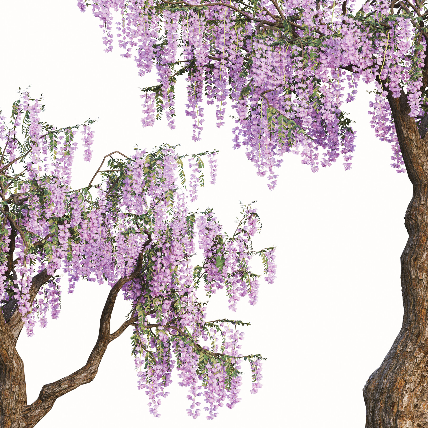 ArtStation - Set of Flowering Wisteria Tree (Wisteria sinensis) (2 ...