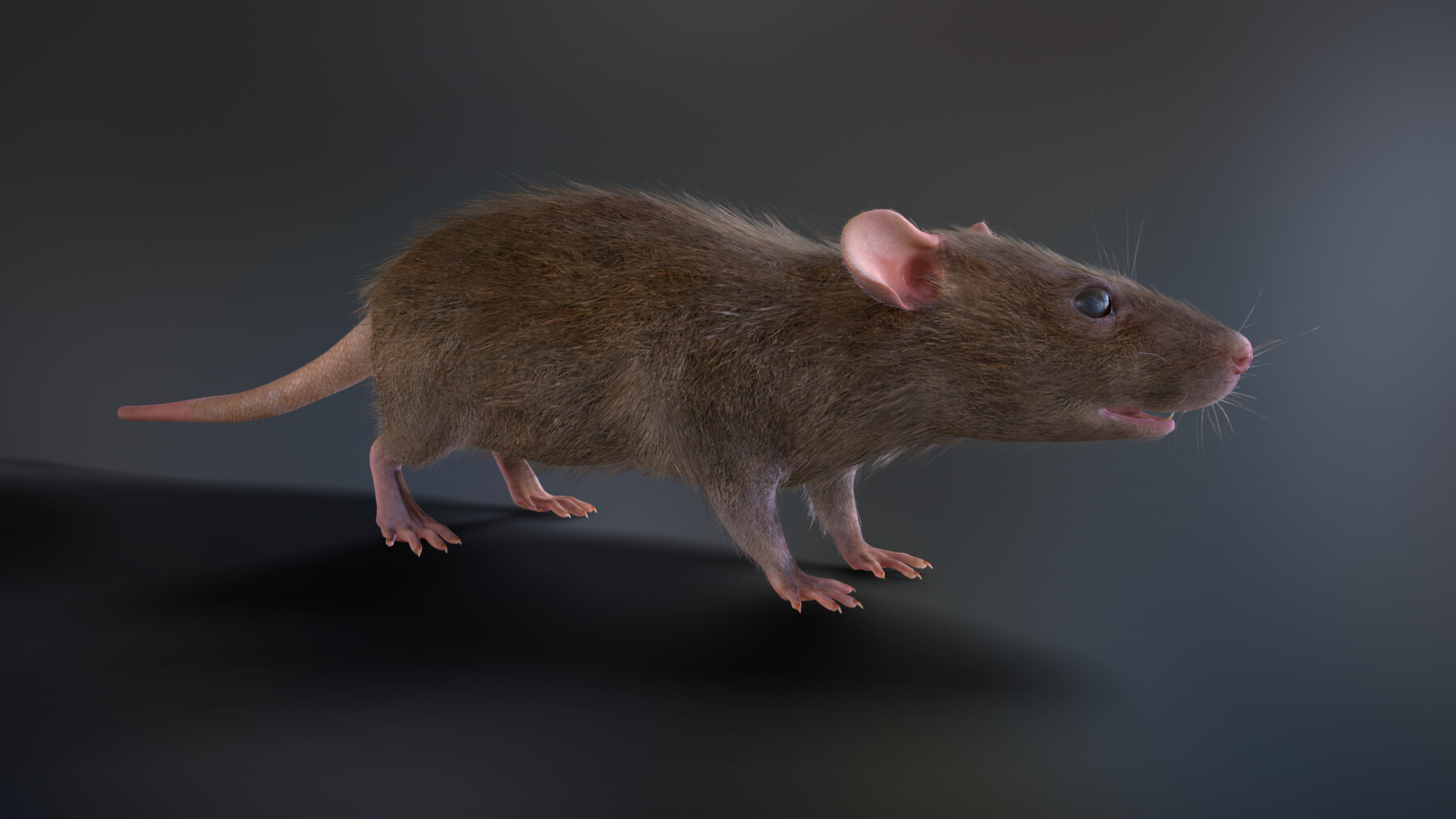 ArtStation - Rats with low poly fur | Game Assets