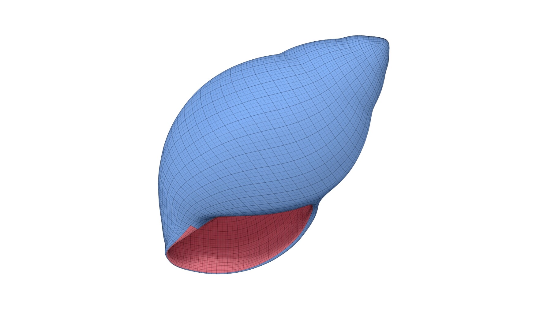 ArtStation - Snail Shell - Extreme Definition 3D Scanned Model | Resources