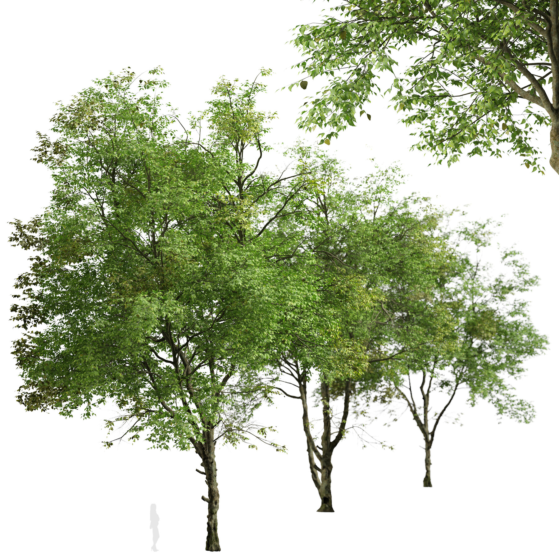 ArtStation - Set of Chinese ash Tree (Fraxinus chinensis) (2 Trees ...