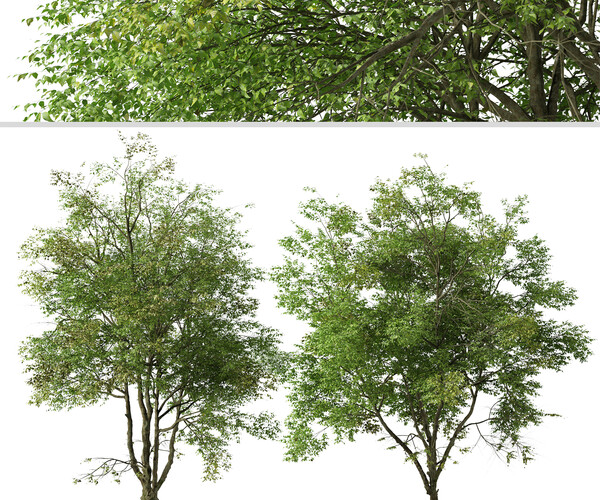 ArtStation - Set of Chinese ash Tree (Fraxinus chinensis) (2 Trees ...