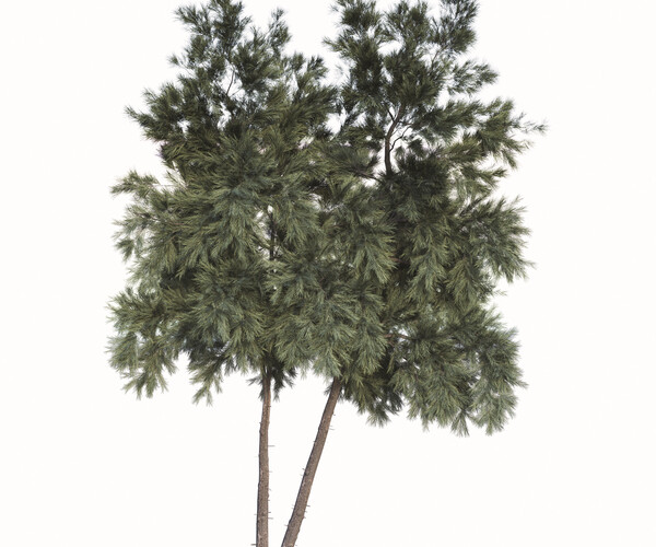 ArtStation - Set of Pinus pinaster Tree (Cluster pine) (2 Trees ...