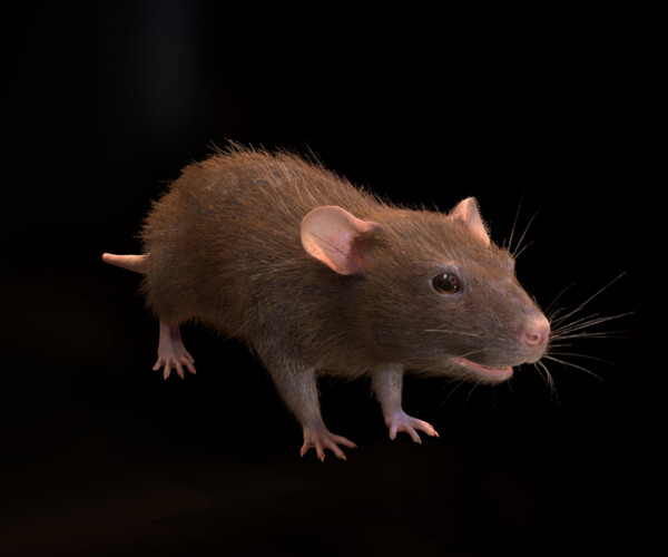 ArtStation - Brown rat with low poly fur | Resources