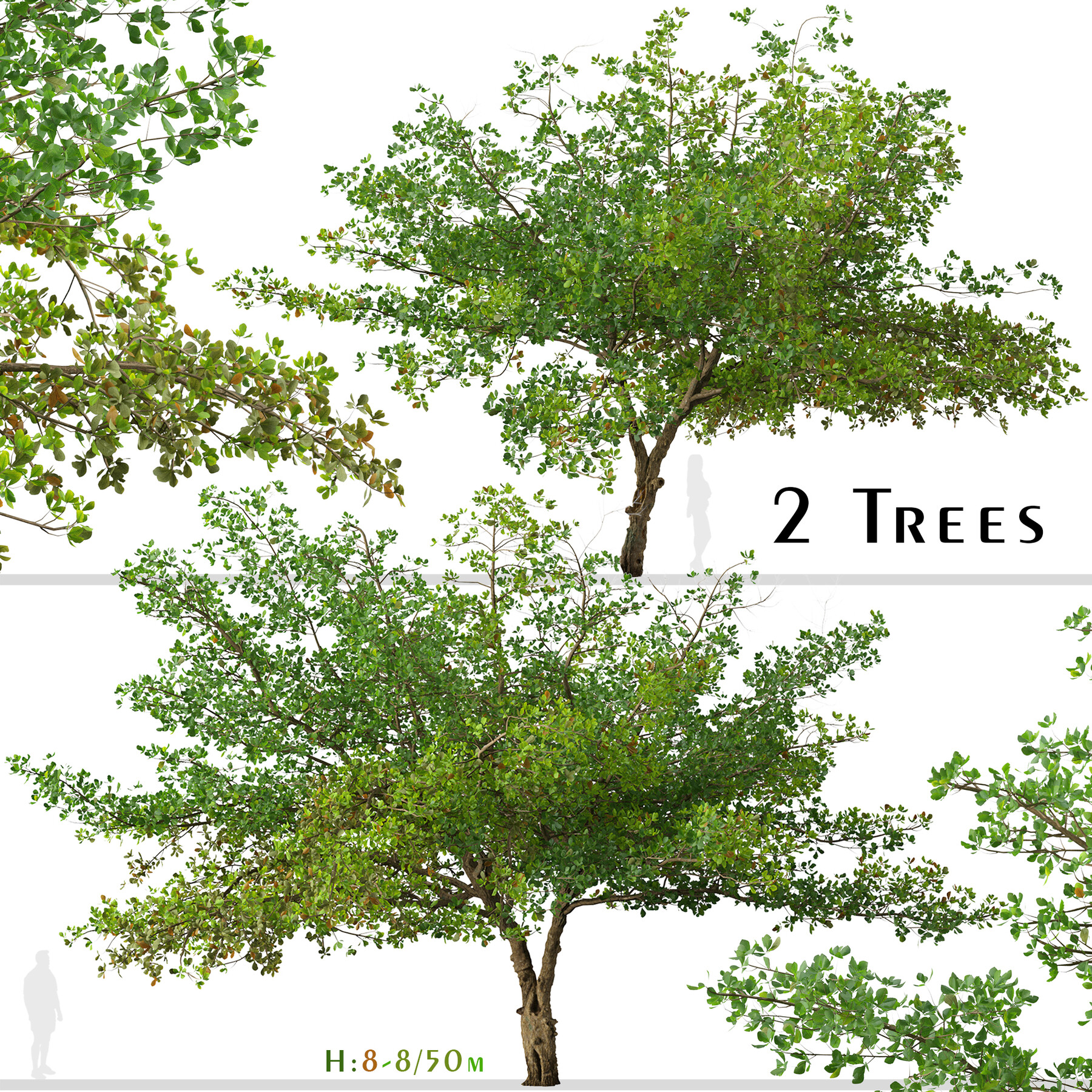 ArtStation - Set of Terminalia catappa Tree (Indian almond) (2 Trees ...