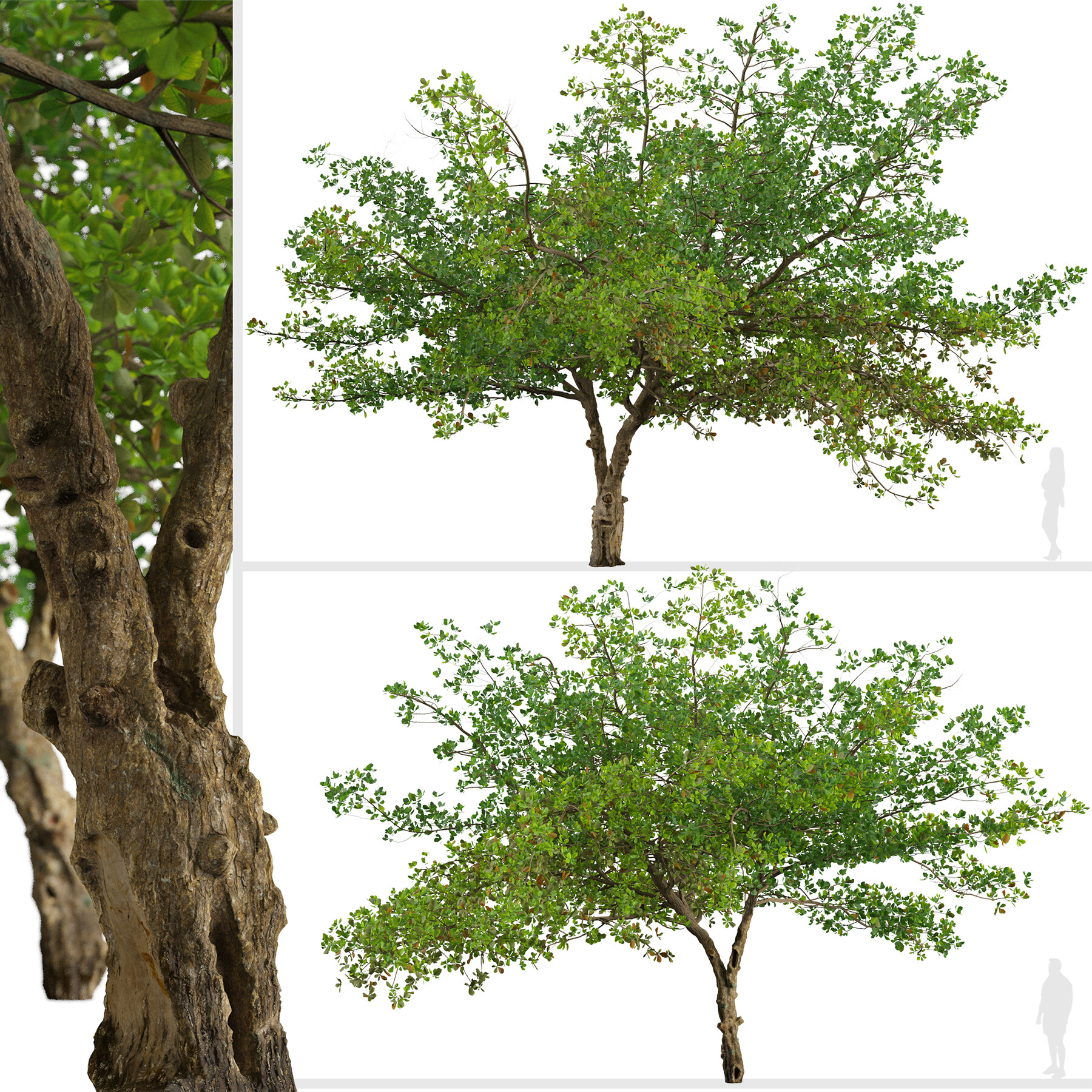 ArtStation - Set of Terminalia catappa Tree (Indian almond) (2 Trees ...