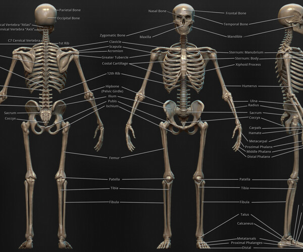 ArtStation - 3d Male Ecorche reference model - Seperated and named ...