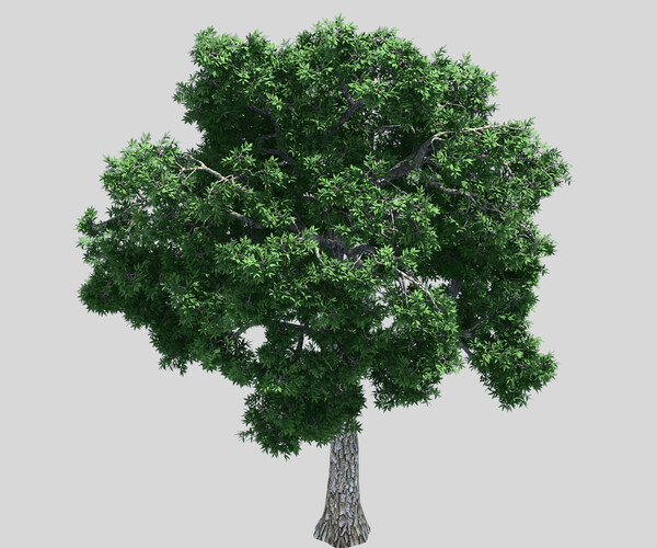 ArtStation - Forest - Ash Tree 32 | Game Assets