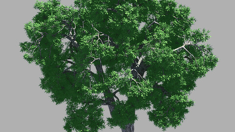 ArtStation - Forest - Ash Tree 54 | Game Assets