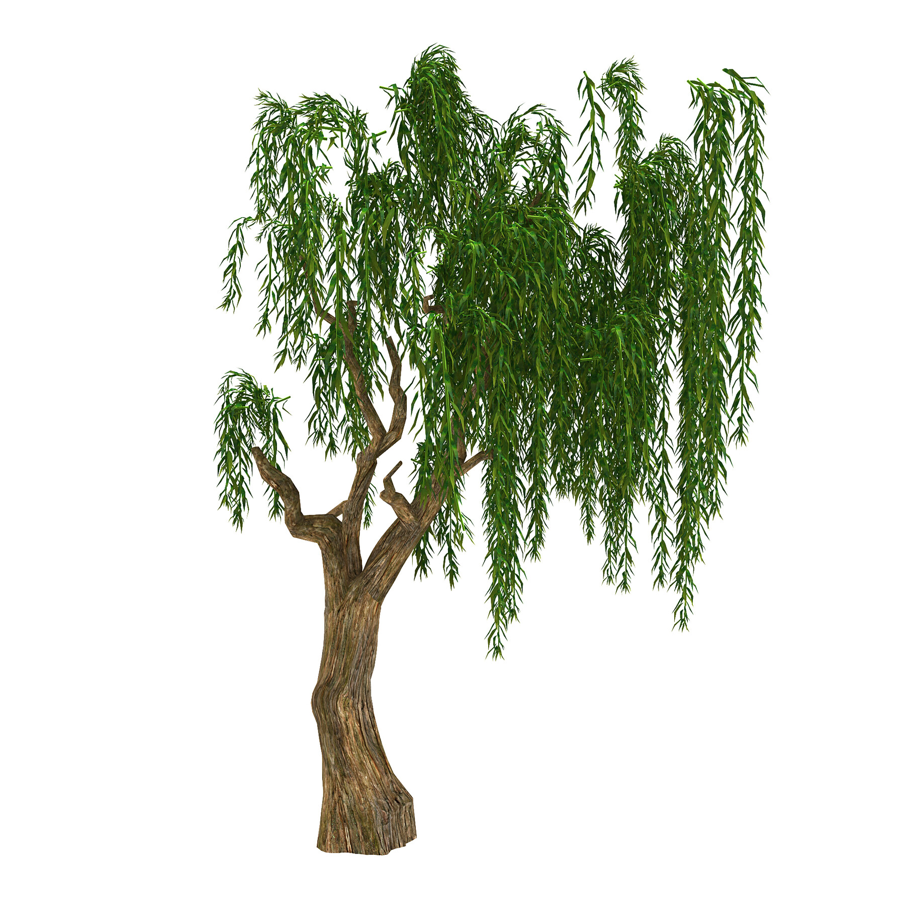 ArtStation - Forest Plant - Willow 92 | Game Assets