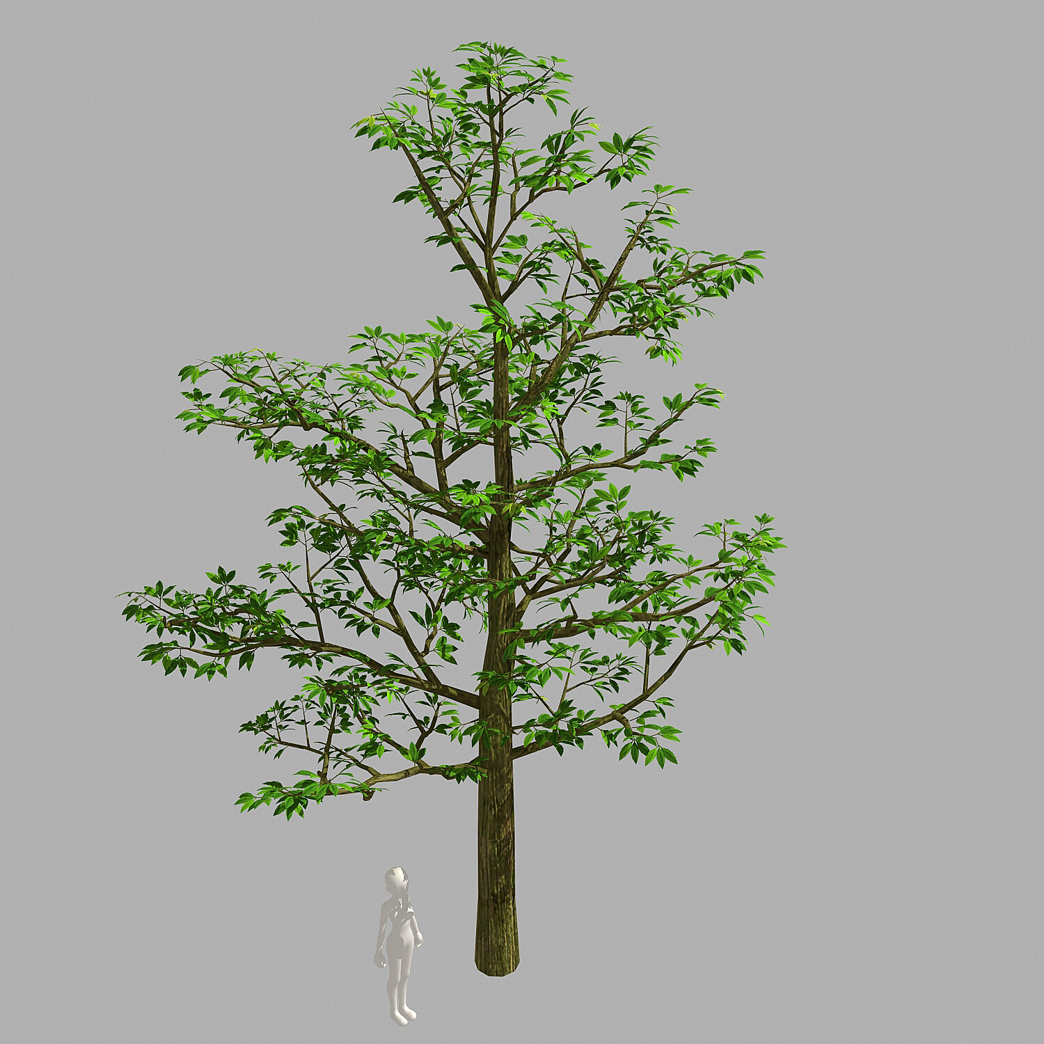 ArtStation - Forest Plants - Trees 63 | Game Assets
