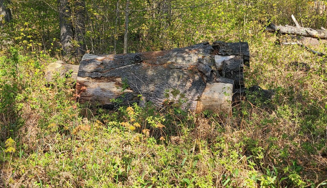 ArtStation - Fallen Log in the Woods | Resources