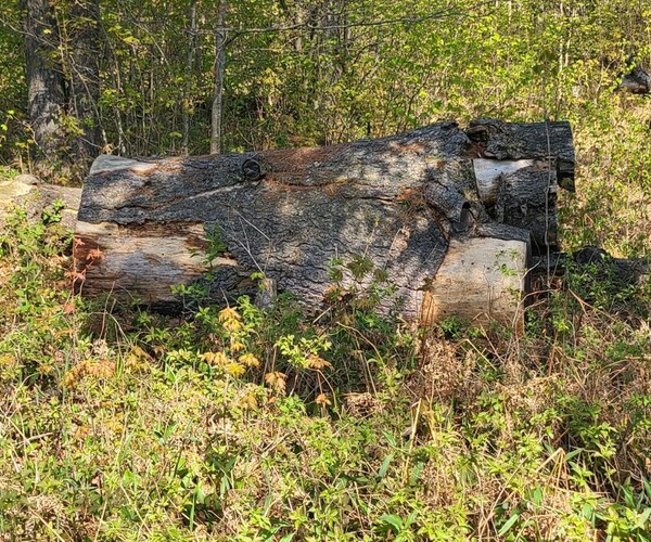 ArtStation - Fallen Log in the Woods | Resources