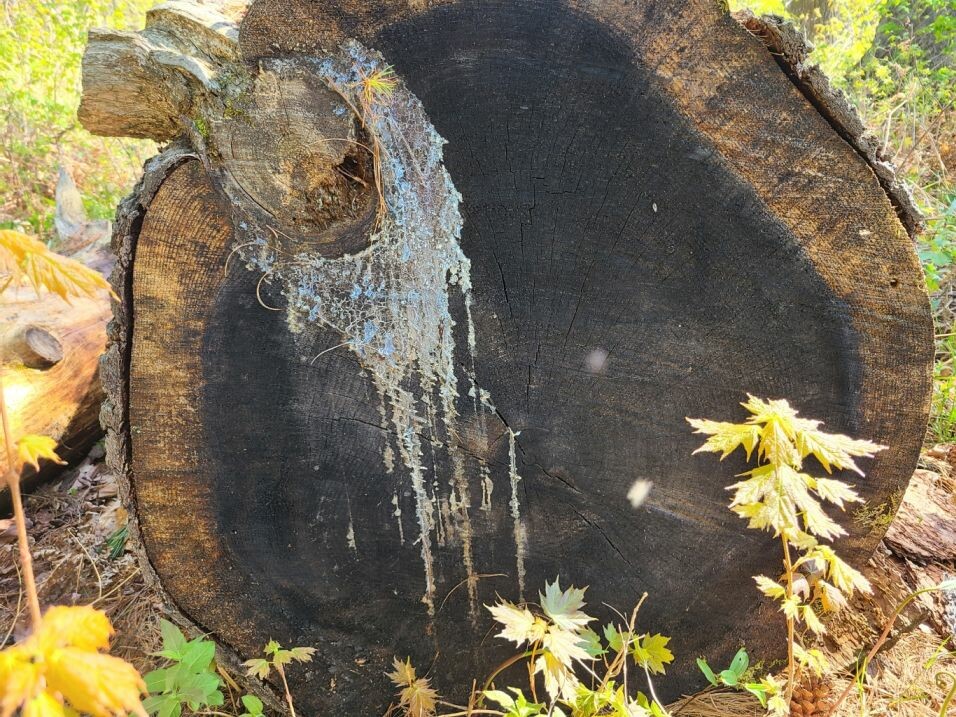 ArtStation - Fallen Log in the Woods | Resources