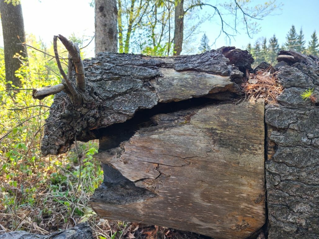 ArtStation - Fallen Log in the Woods | Resources