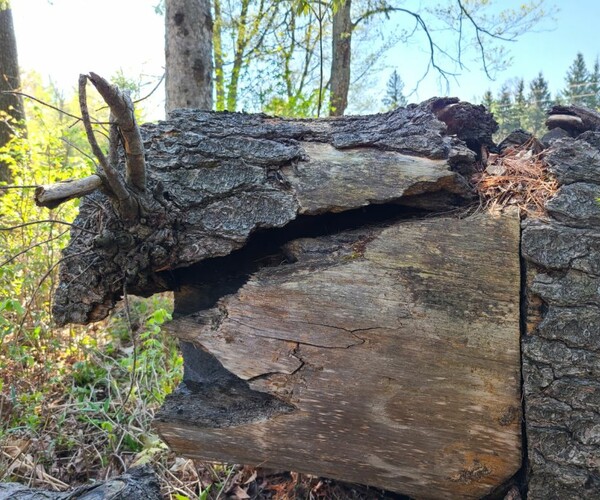 ArtStation - Fallen Log in the Woods | Resources