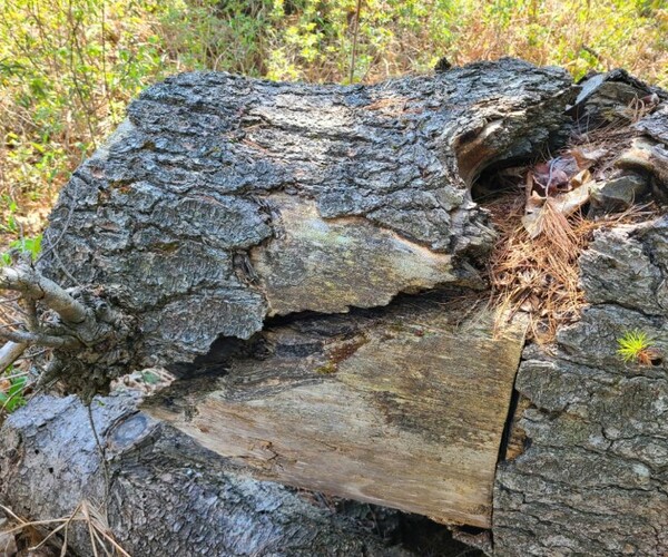 ArtStation - Fallen Log in the Woods | Resources