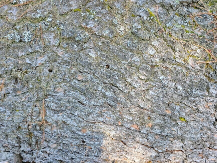 ArtStation - Fallen Log in the Woods | Resources