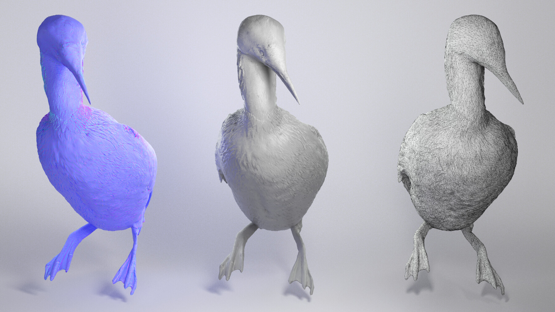 ArtStation - Common loon 08 | Game Assets