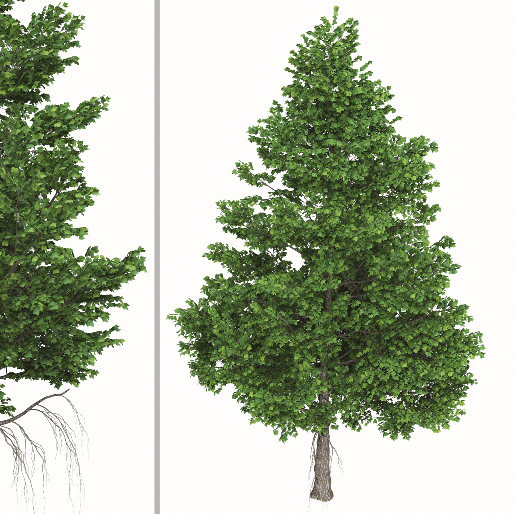 ArtStation - Set of Liquidambar formosana Trees (Formosan gum) (2 Trees ...