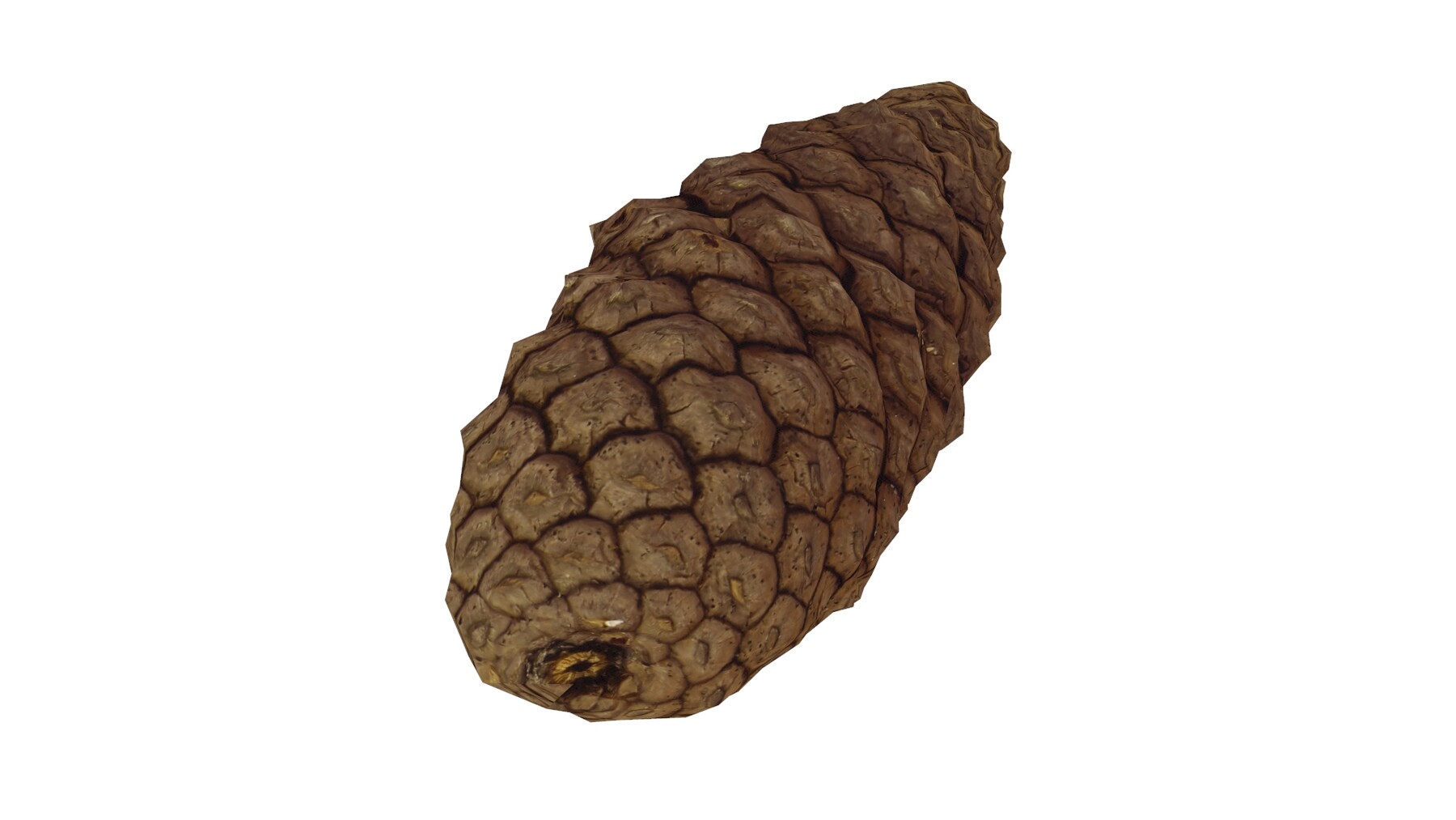 ArtStation - Pine Cone - Real-Time 3D Scanned | Resources