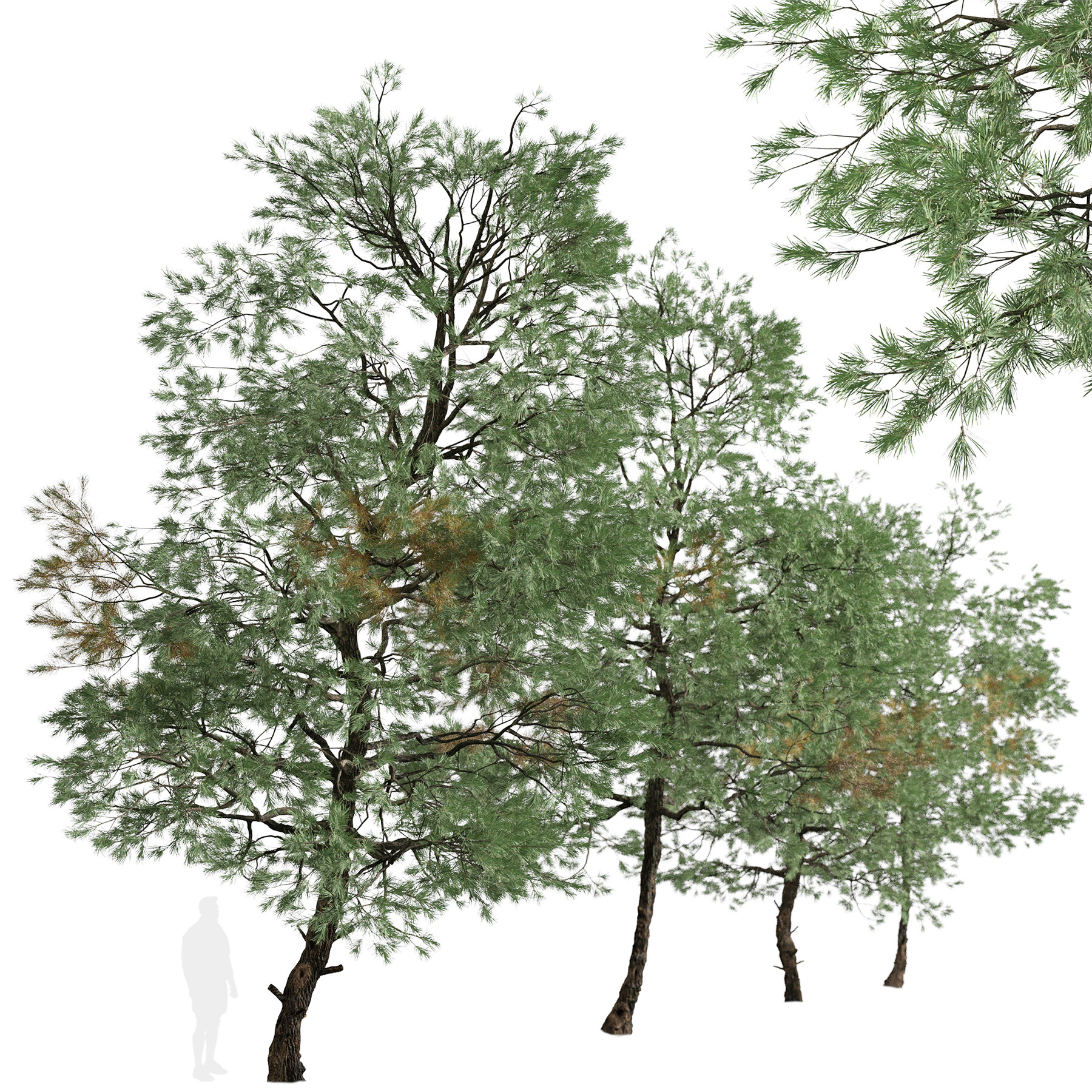 ArtStation - Set of Gray Pine Tree (Pinus sabiniana) (2 Trees) | Resources