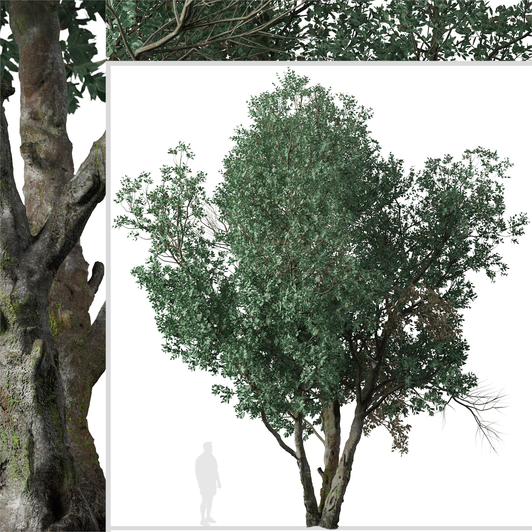 ArtStation - Set of Tanbark Oak Tree (Lithocarpus densiflorus) (2 Trees ...