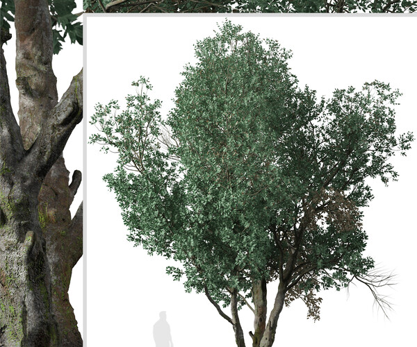ArtStation - Set of Tanbark Oak Tree (Lithocarpus densiflorus) (2 Trees ...