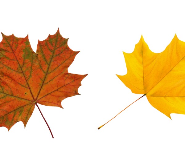 ArtStation - Maple Leaves | Resources