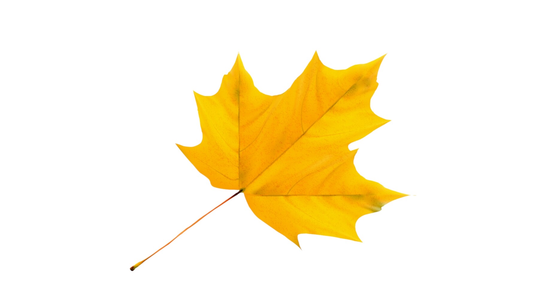 ArtStation - Maple Leaves | Resources