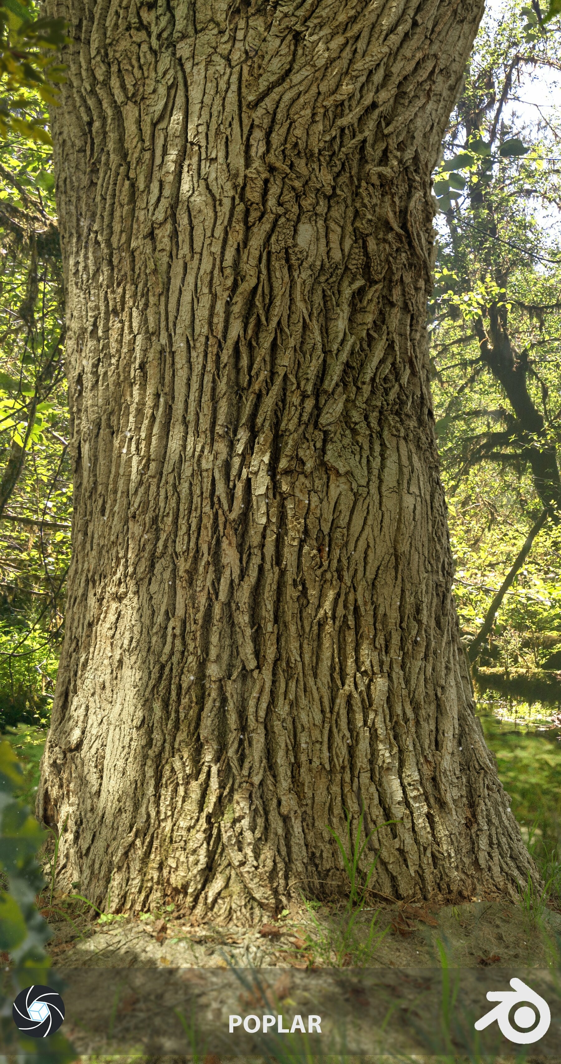 ArtStation - Poplar(scan) | Game Assets