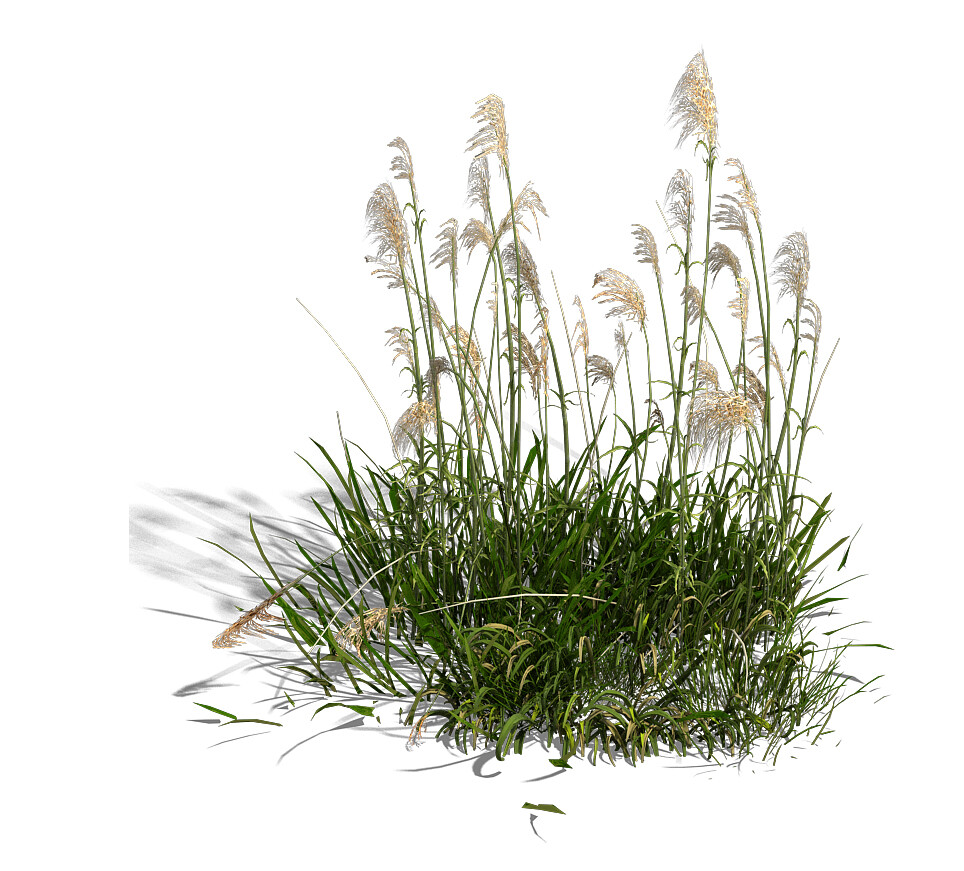 ArtStation - Lakeside Plants - Reed 02 | Game Assets