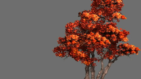 ArtStation - Game Model - Forest - Maple Tree 7 | Game Assets