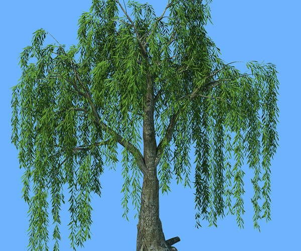 ArtStation - Forest Trees - Willow 01 | Game Assets