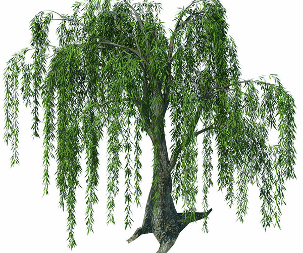 ArtStation - Forest Trees - Willow 03 | Game Assets