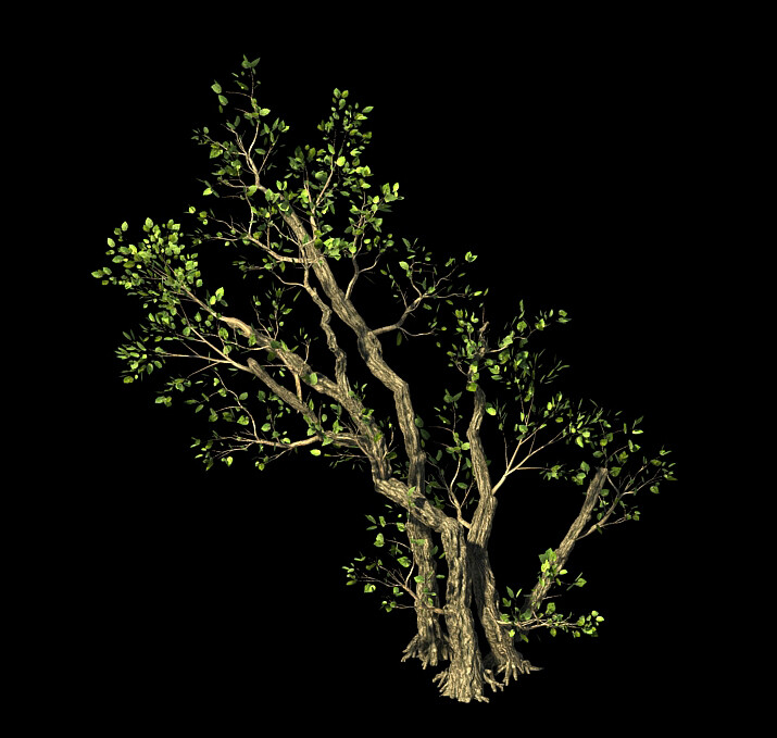 ArtStation - General Plant - Trees 01 | Game Assets