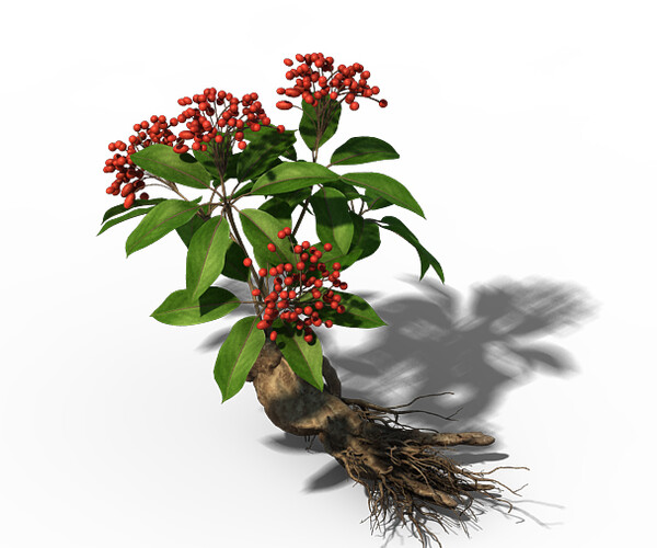 ArtStation - Plant - ginseng | Game Assets