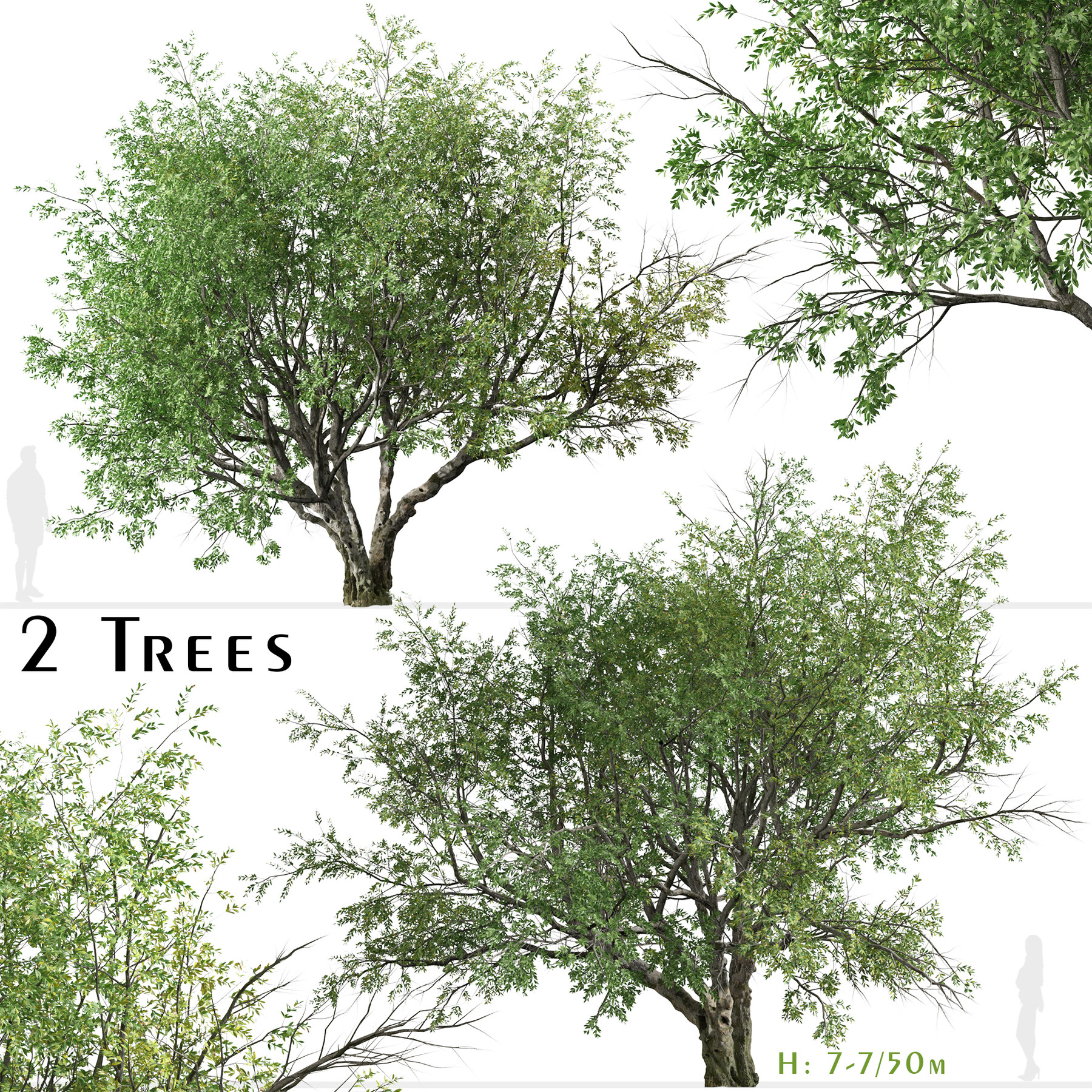 ArtStation - Set of California bay laurel Tree (Umbellularia ...
