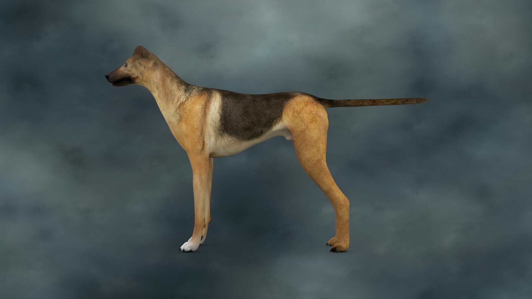 ArtStation - MDGH.013 Rigged Dog | Resources