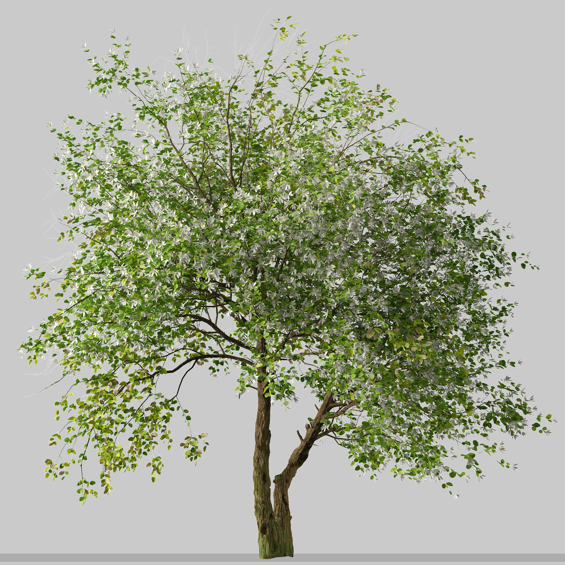 ArtStation - Set of Common Jasmine Tree (Jasminum officinale) (2 Trees ...