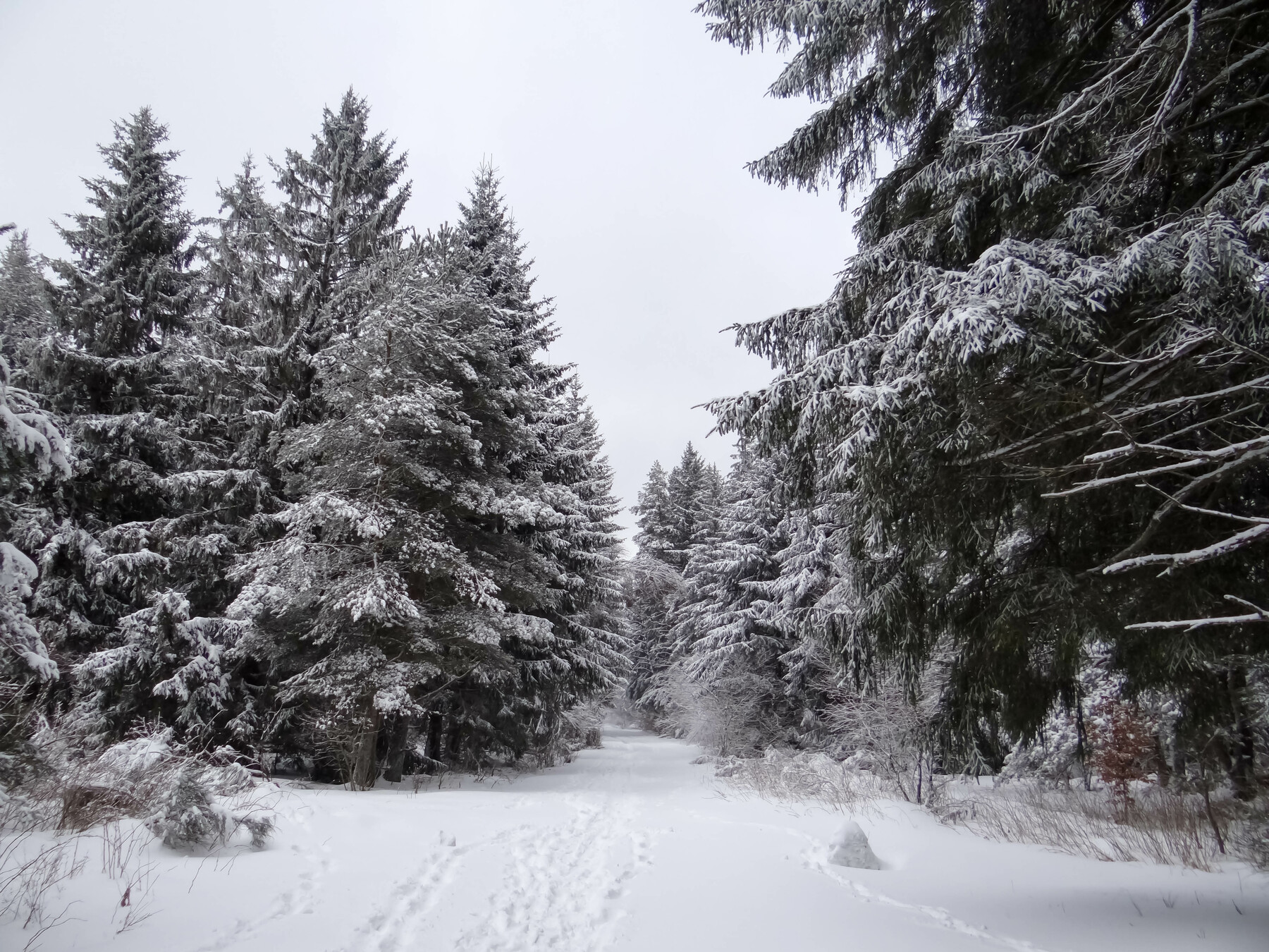 ArtStation - Snowy forest | Photopack (100 photos 5k) | Resources