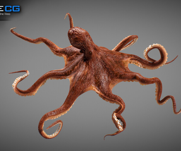 ArtStation - Animated Octopus | Game Assets