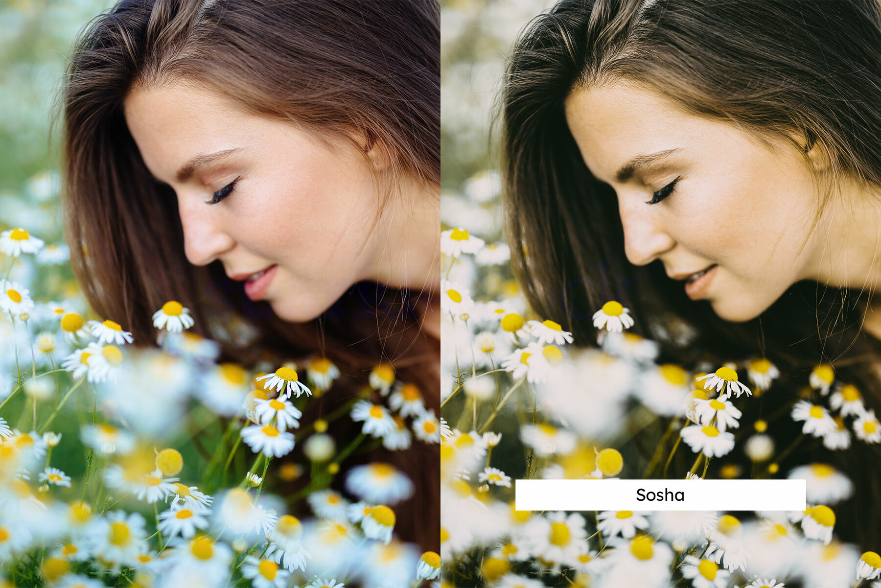 ArtStation - 20 Chamomile LUTs and Lightroom Presets | Resources