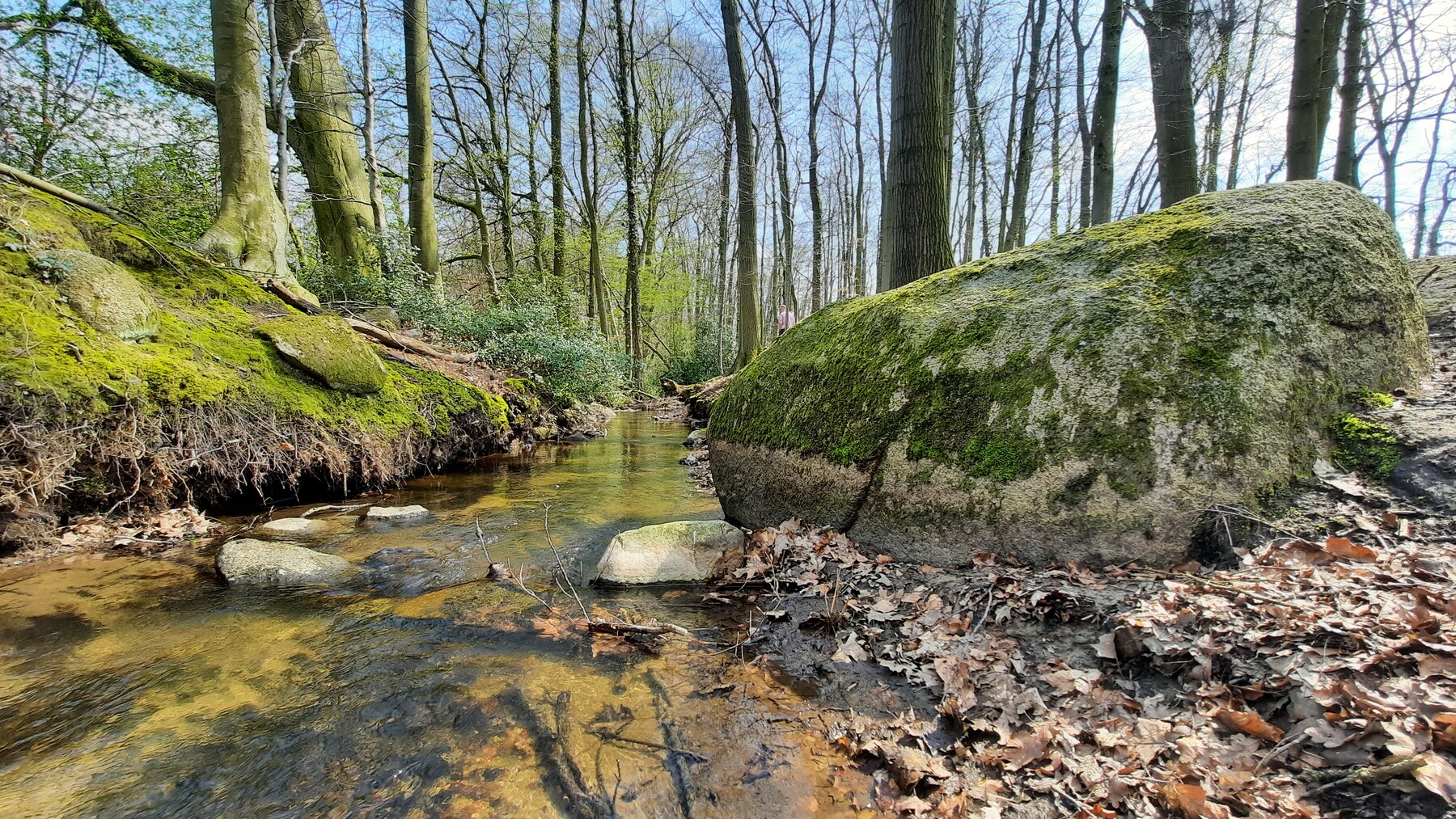 ArtStation - Nature Reference Pack 700+ Photos | Resources