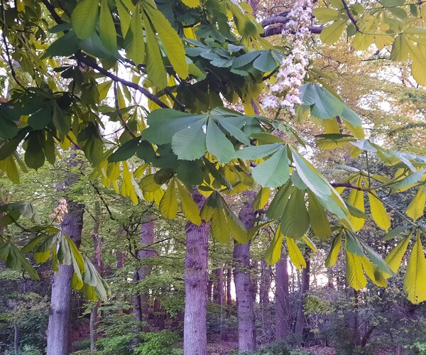 ArtStation - Nature Reference Pack 700+ Photos | Resources